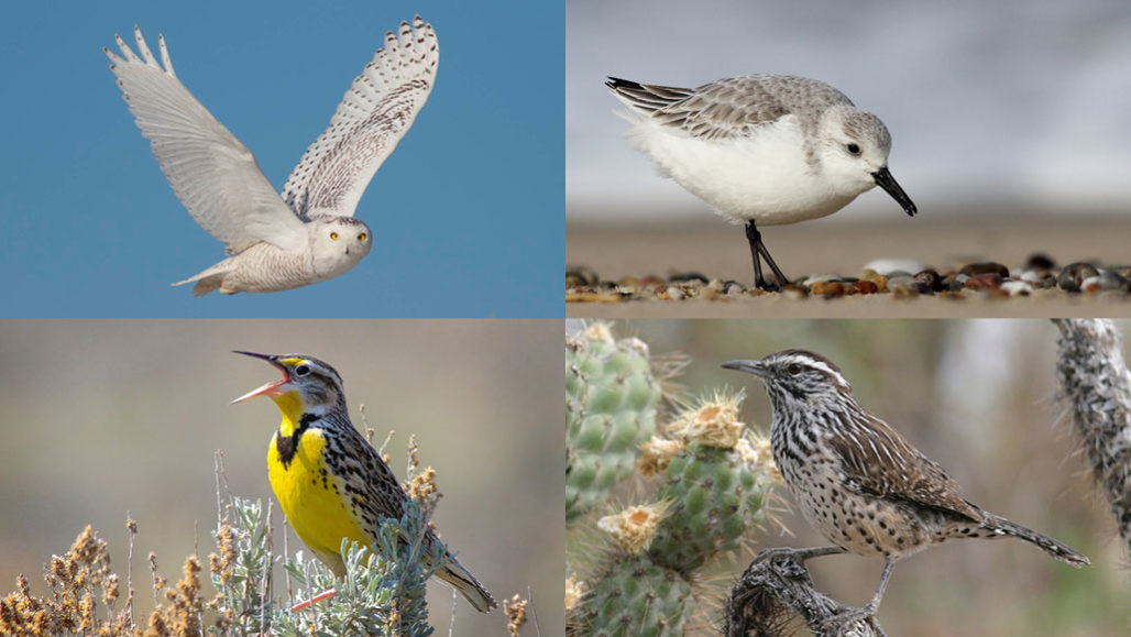 2.9 Billion Bird Deaths Linked to Solar, and the Wind. – Akiit.com